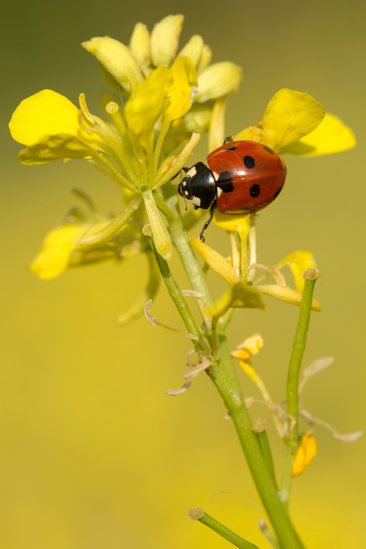 London's Insect Guide | Finding Roots